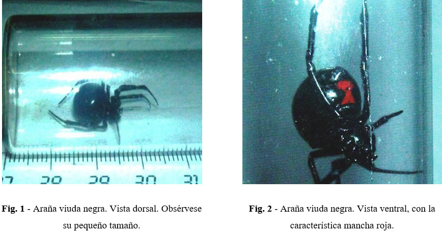Tamaño De La Araña Viuda Negra